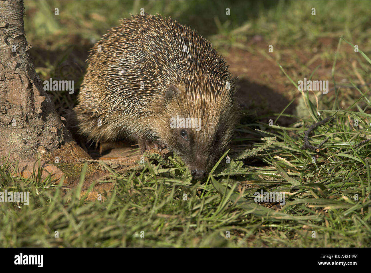 Hedgehog Erinaceus europaeus feeding, Todwick, South Yorkshire, England ...