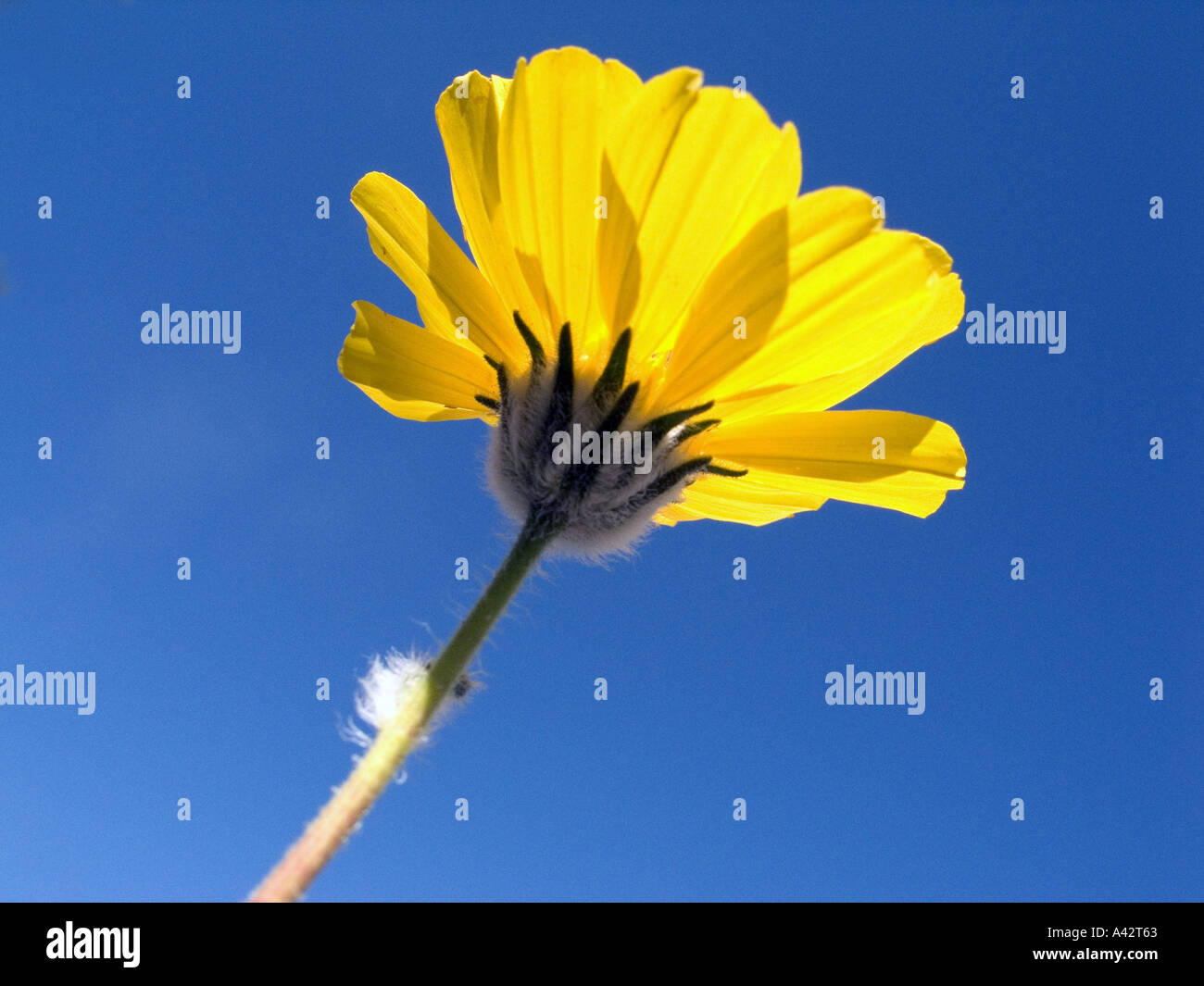 Death valley national park after hi-res stock photography and images ...