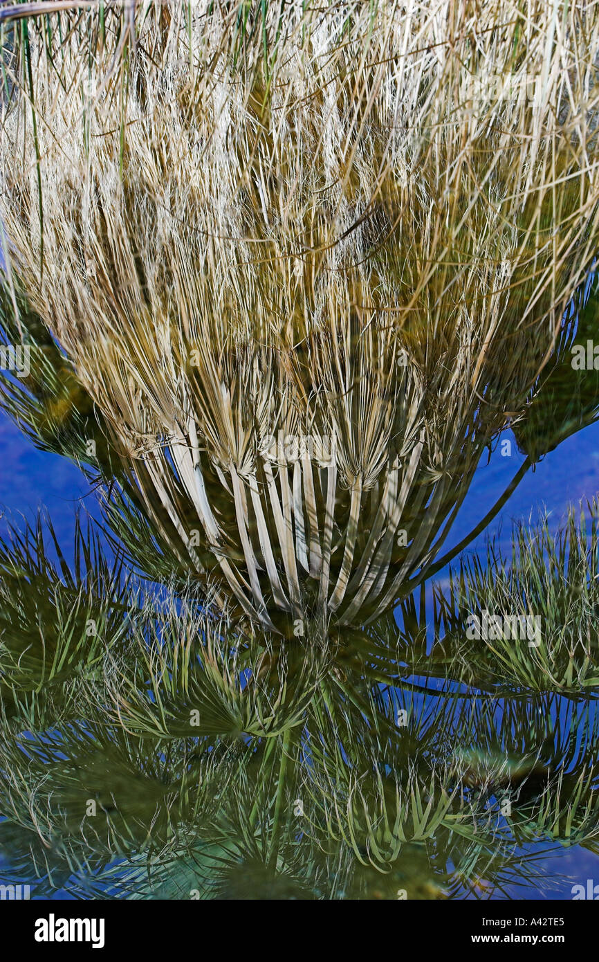 Fan Palm Reflection in Water Stock Photo - Alamy