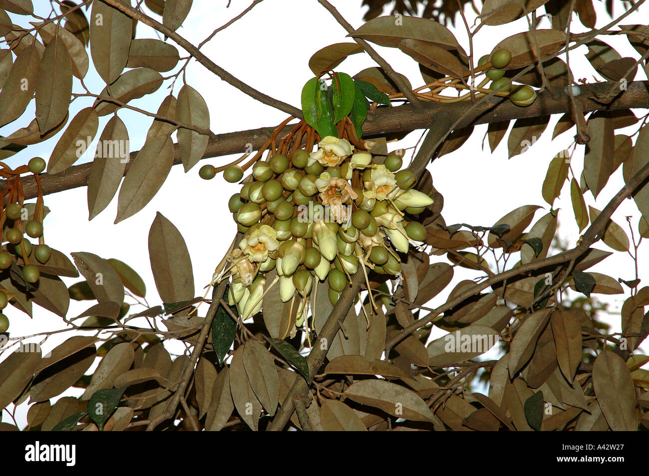 Durian flower hi-res stock photography and images - Alamy