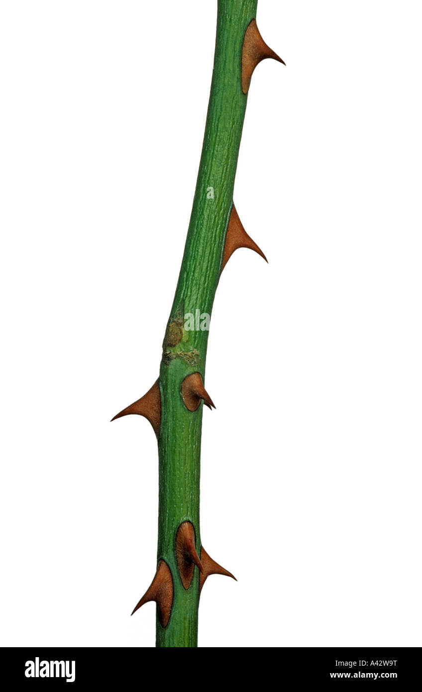 Thorn Branch