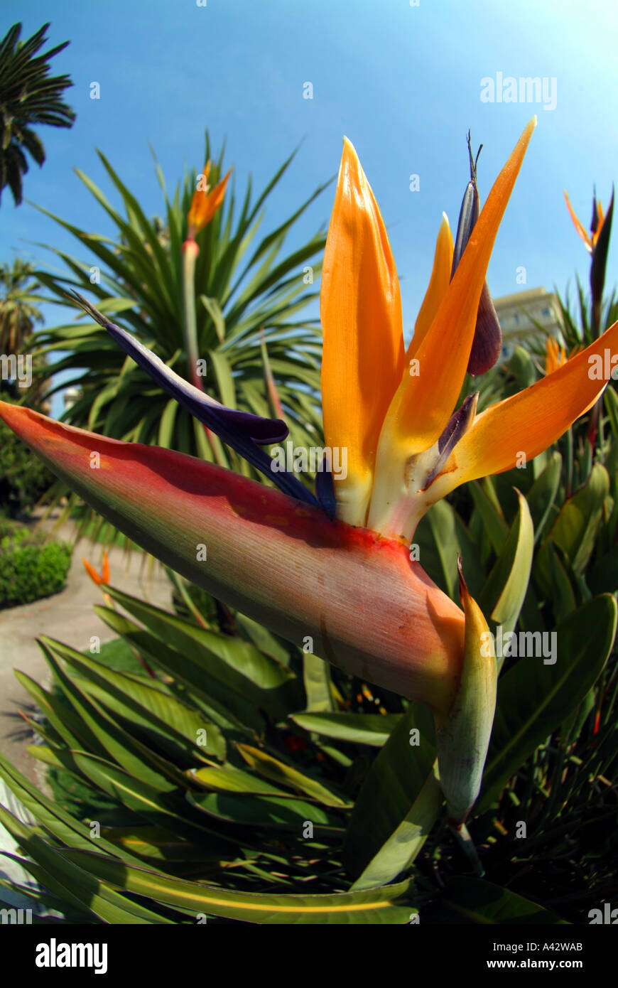 Strelitzia building hi-res stock photography and images - Alamy