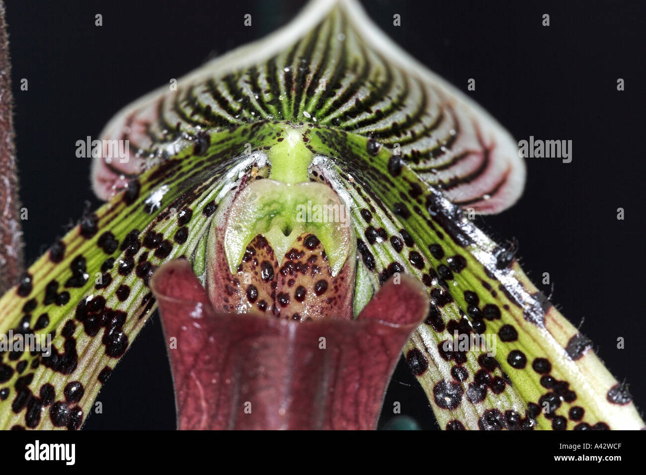 Multi colored Orchid Flower Stock Photo - Alamy