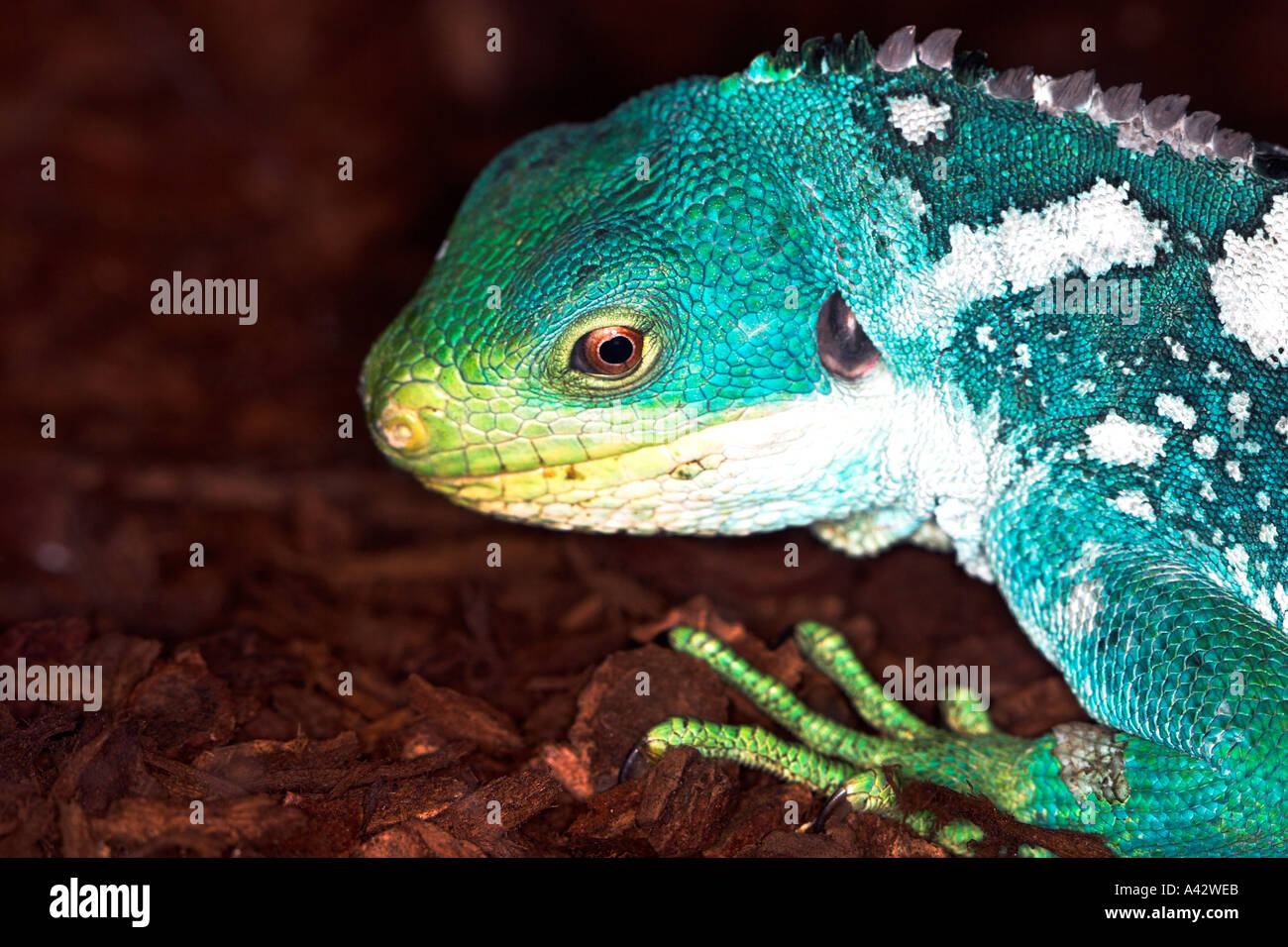 Fiji Island Banded Iguana Stock Photo - Alamy