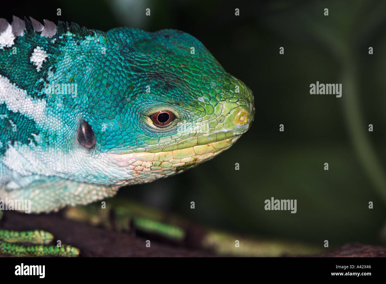 Fiji Island Banded Iguana Stock Photo - Alamy