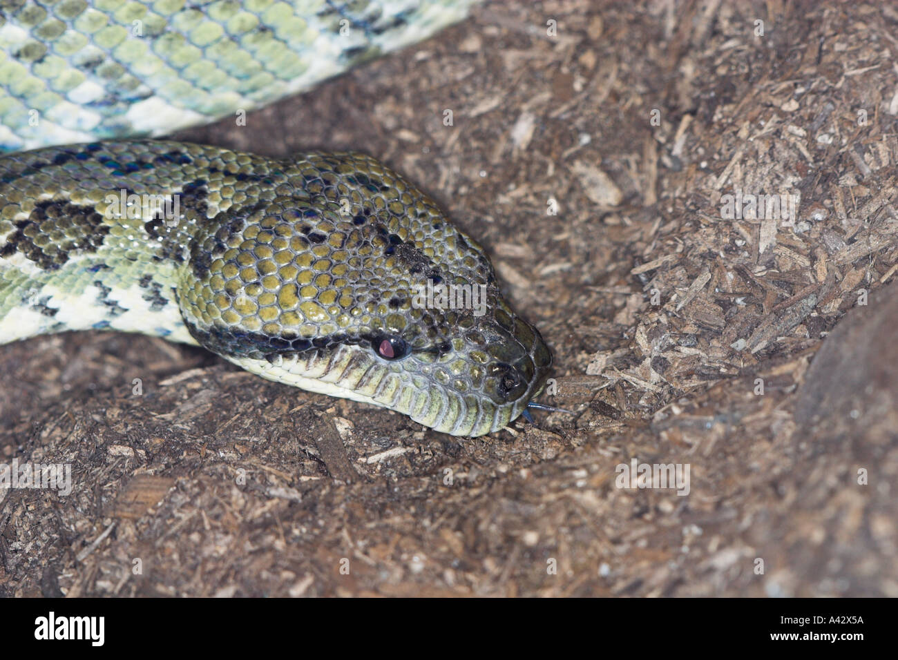 Madagascar Tree Boa Stock Photo - Alamy