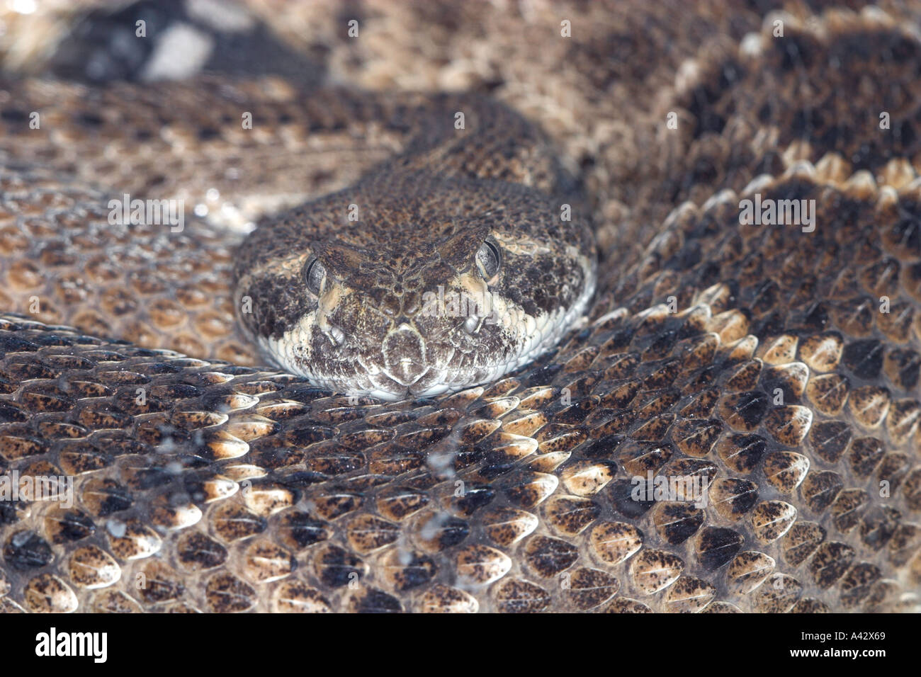 Mexican Lance Headed Rattlesnake Stock Photo - Alamy