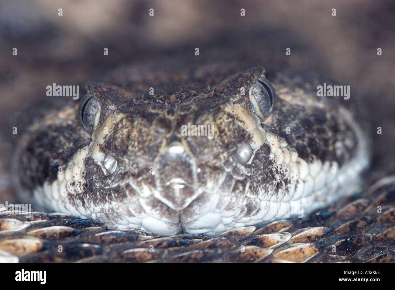 Mexican Lance Headed Rattlesnake Stock Photo - Alamy