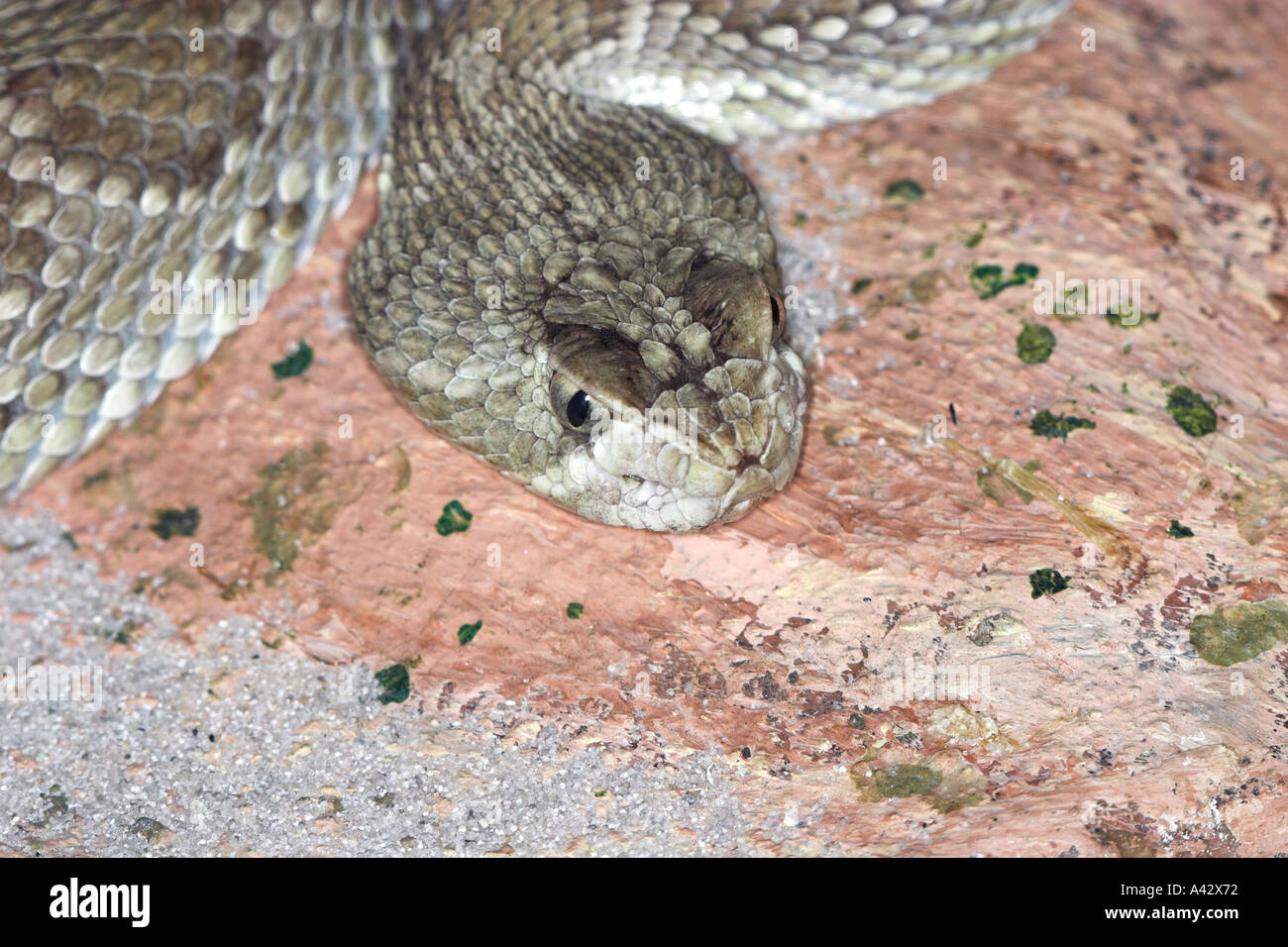 Mojave Green Rattlesnake Stock Photo - Alamy