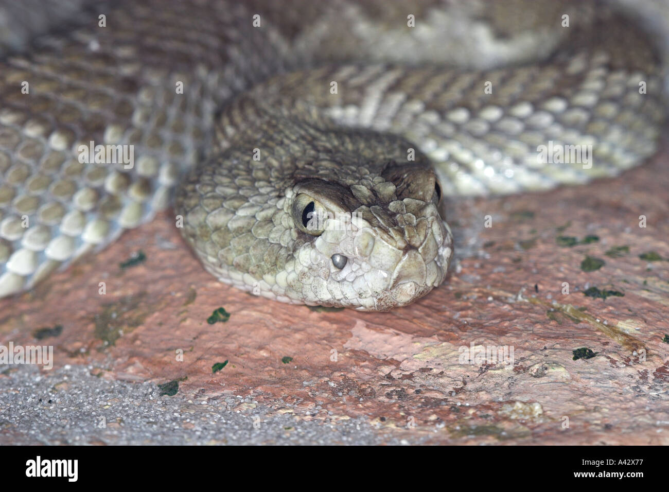 Mojave Green Rattlesnake Stock Photo - Alamy