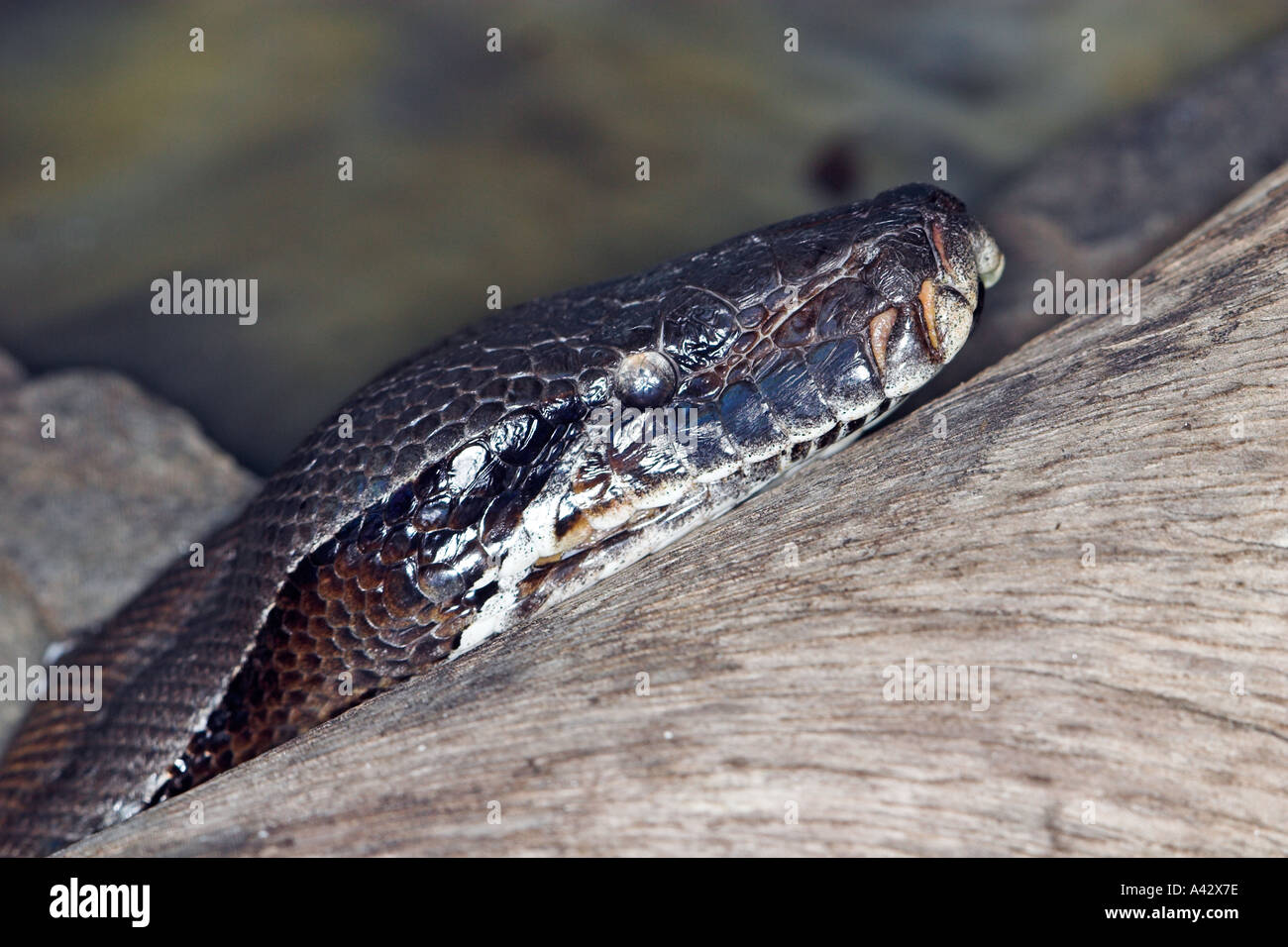 Blood python python curtus hi-res stock photography and images - Alamy