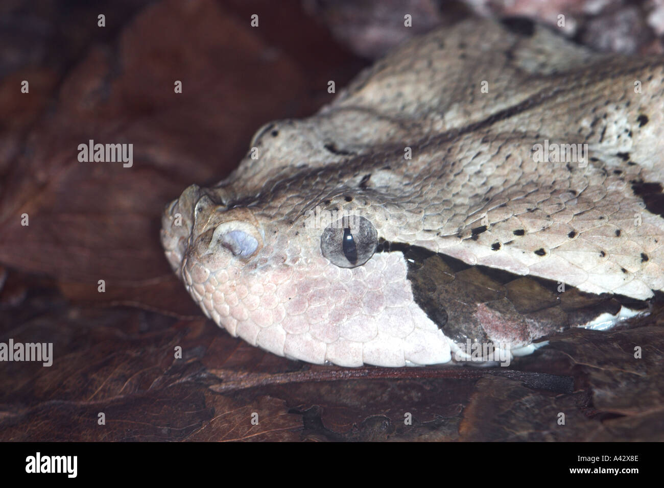 Gaboon viper fang hi-res stock photography and images - Alamy
