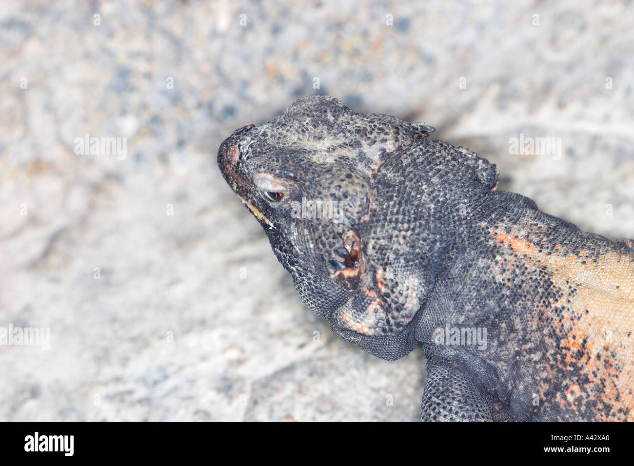 Chuckwalla sauromalus obesus hi-res stock photography and images - Alamy