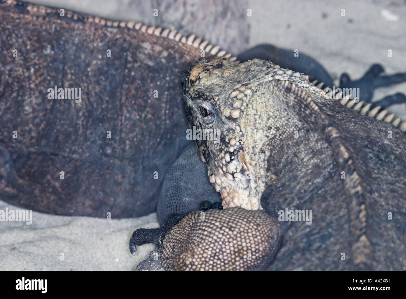 Exuma Island Iguana Stock Photo - Alamy