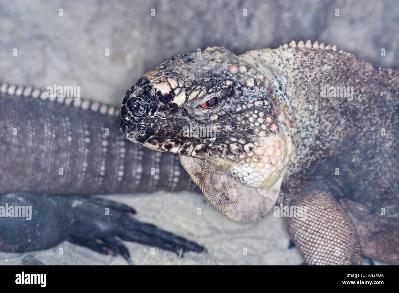 Exuma Island Iguana Stock Photo - Alamy