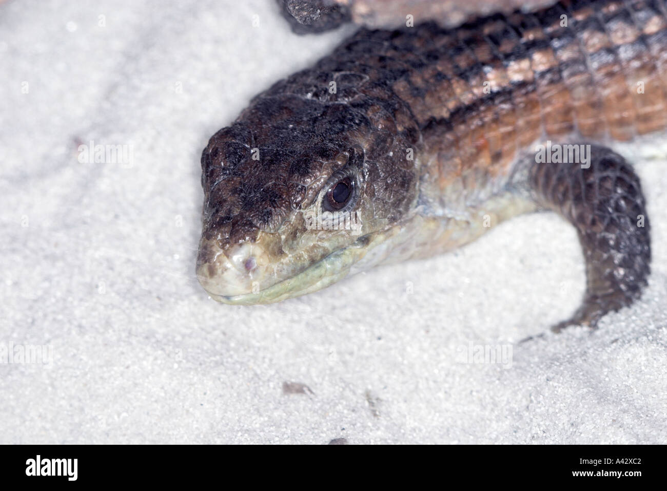 Copper lizard hi-res stock photography and images - Alamy