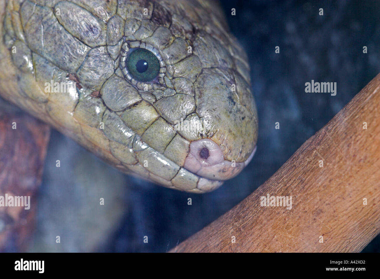Prehensile green tree skink hi-res stock photography and images - Alamy