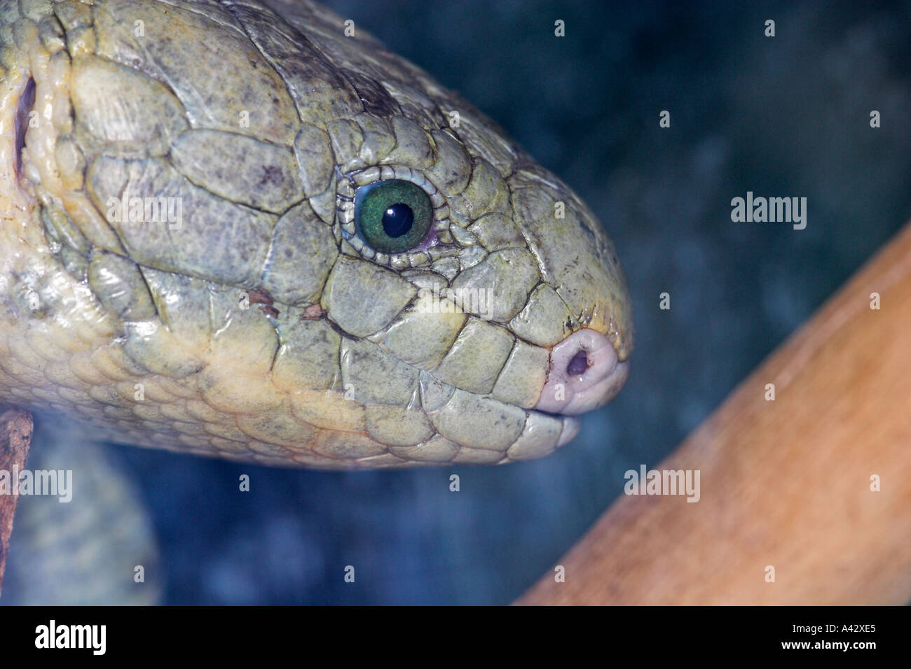 Prehensile tailed Skink Stock Photo - Alamy