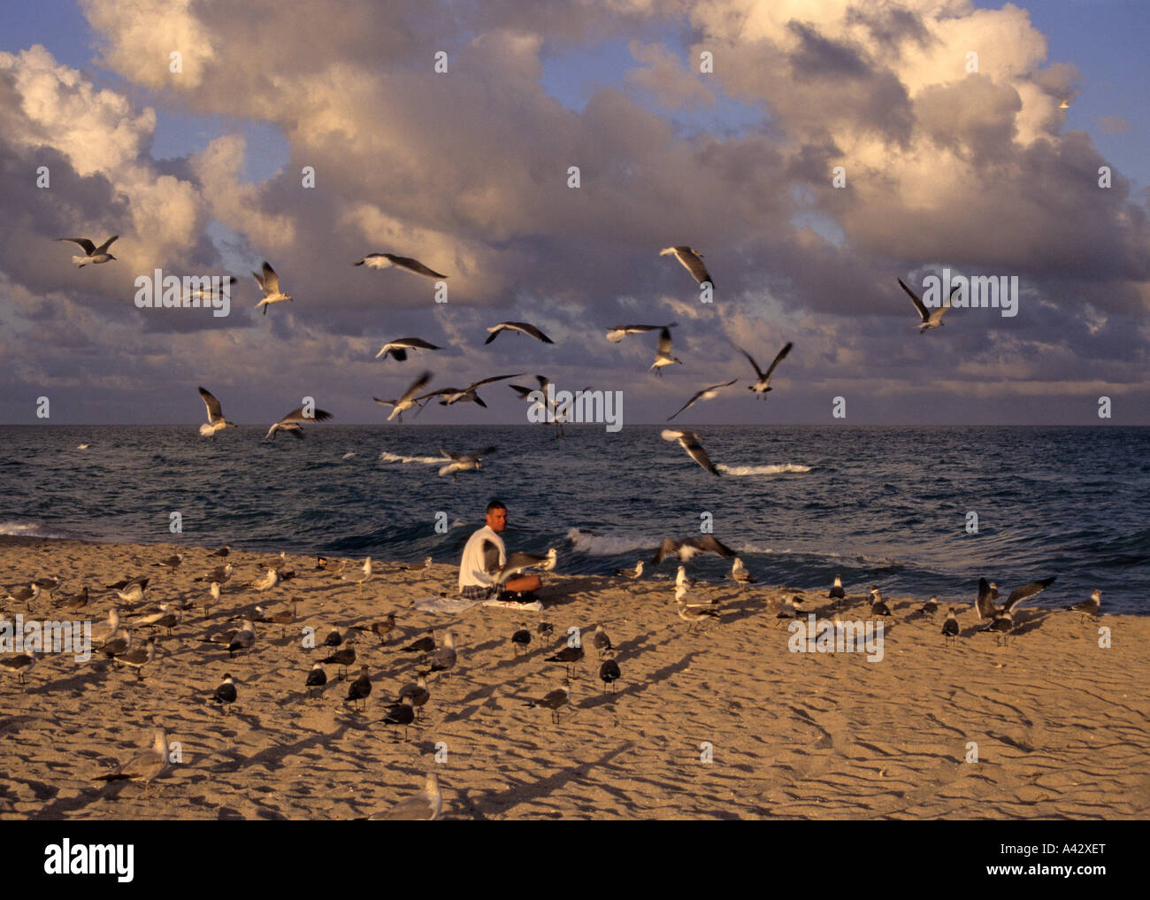 Animal bird flight flying lifestyle man sitting adult outdoor people hi ...