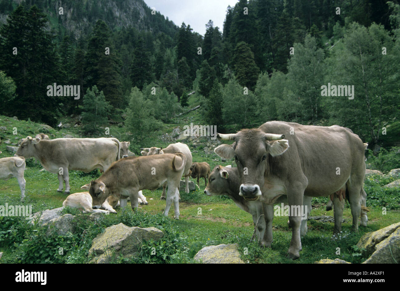Cows field pyrenees france hi-res stock photography and images - Alamy