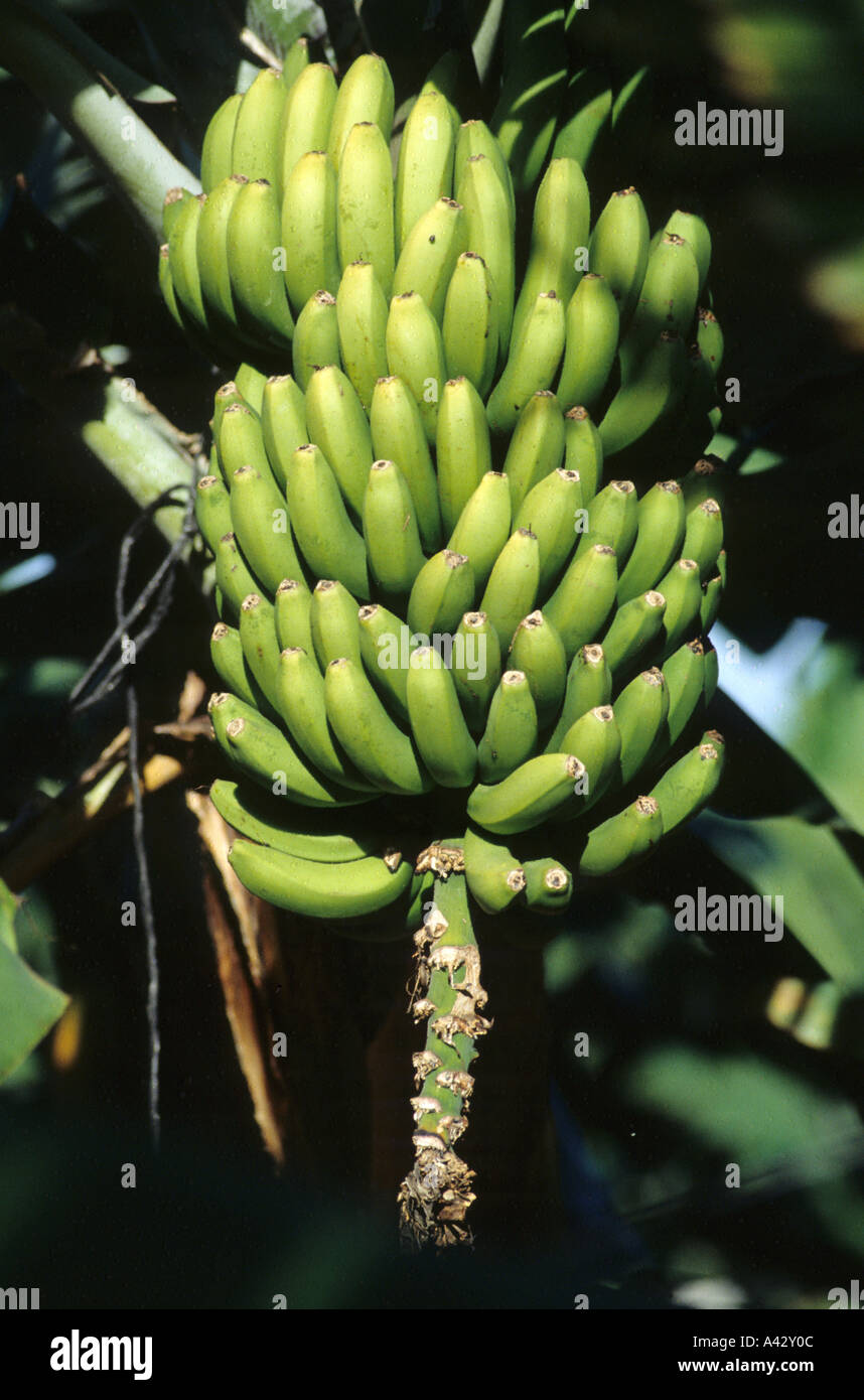 Vertical farming green plant hi-res stock photography and images - Alamy