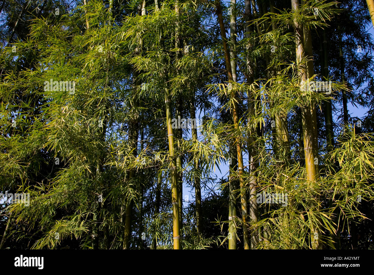 Bamboo Tree Forest Luang Prabang Laos Stock Photo - Alamy