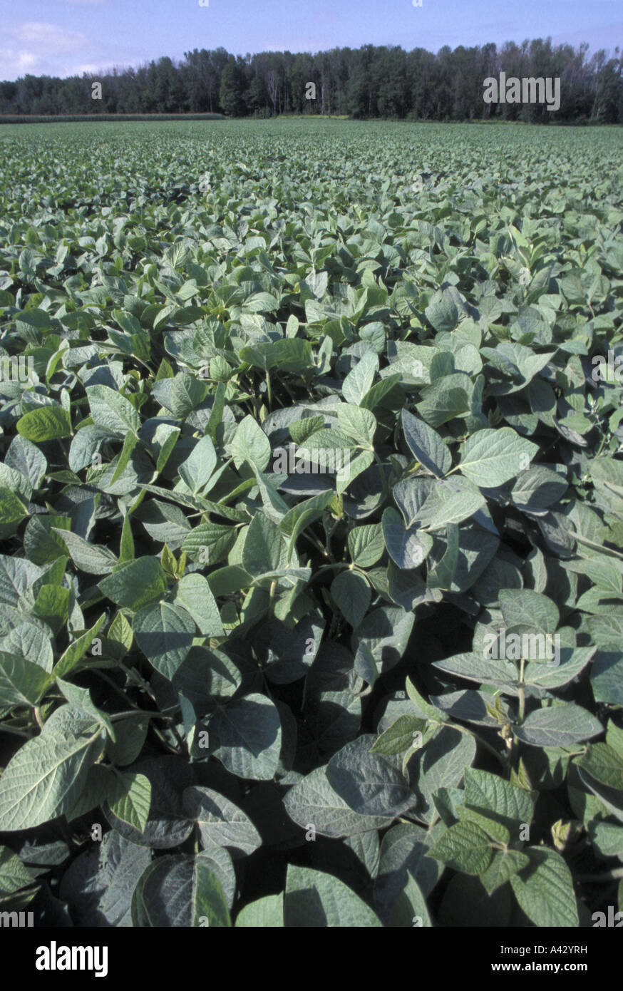 Growing Soybean Crop in Southwestern Ontario Field Stock Photo - Alamy