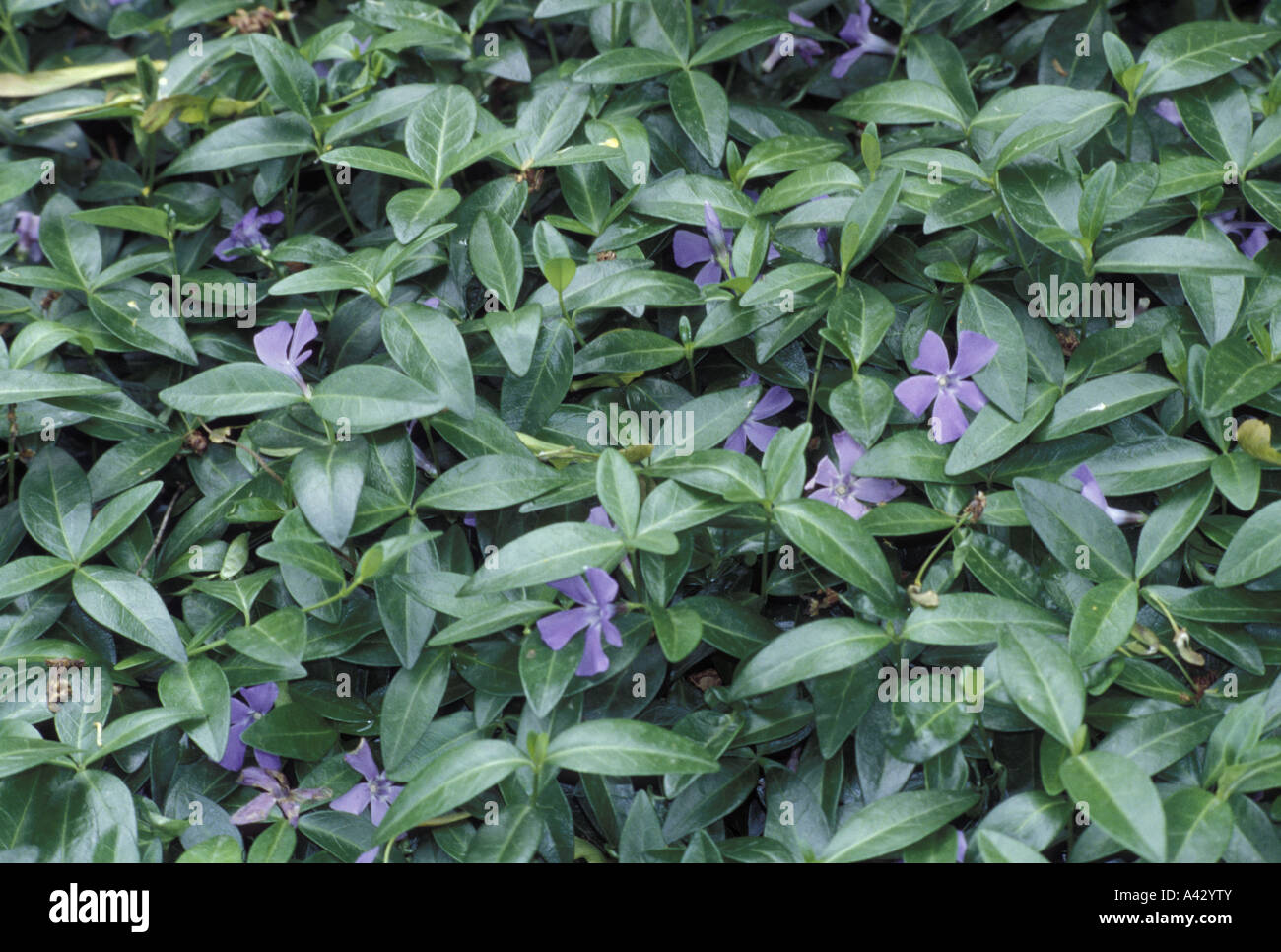 Periwinkle in a Canadian Garden Stock Photo - Alamy