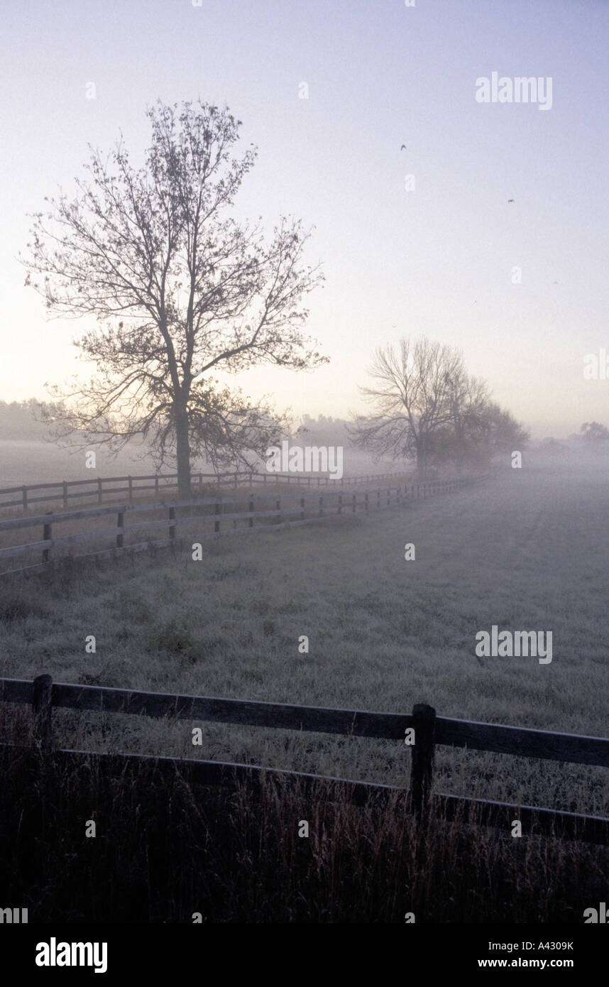 Trees Between Two Fences in Morning Mist Stock Photo - Alamy