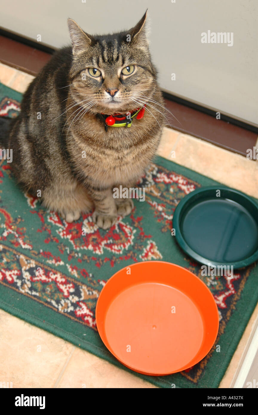 A tabby cat waiting to be fed Stock Photo - Alamy