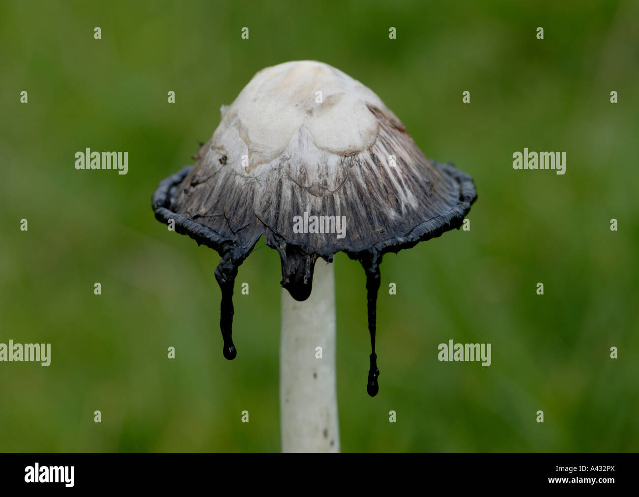 Mycorrhiza fungus hi-res stock photography and images - Alamy