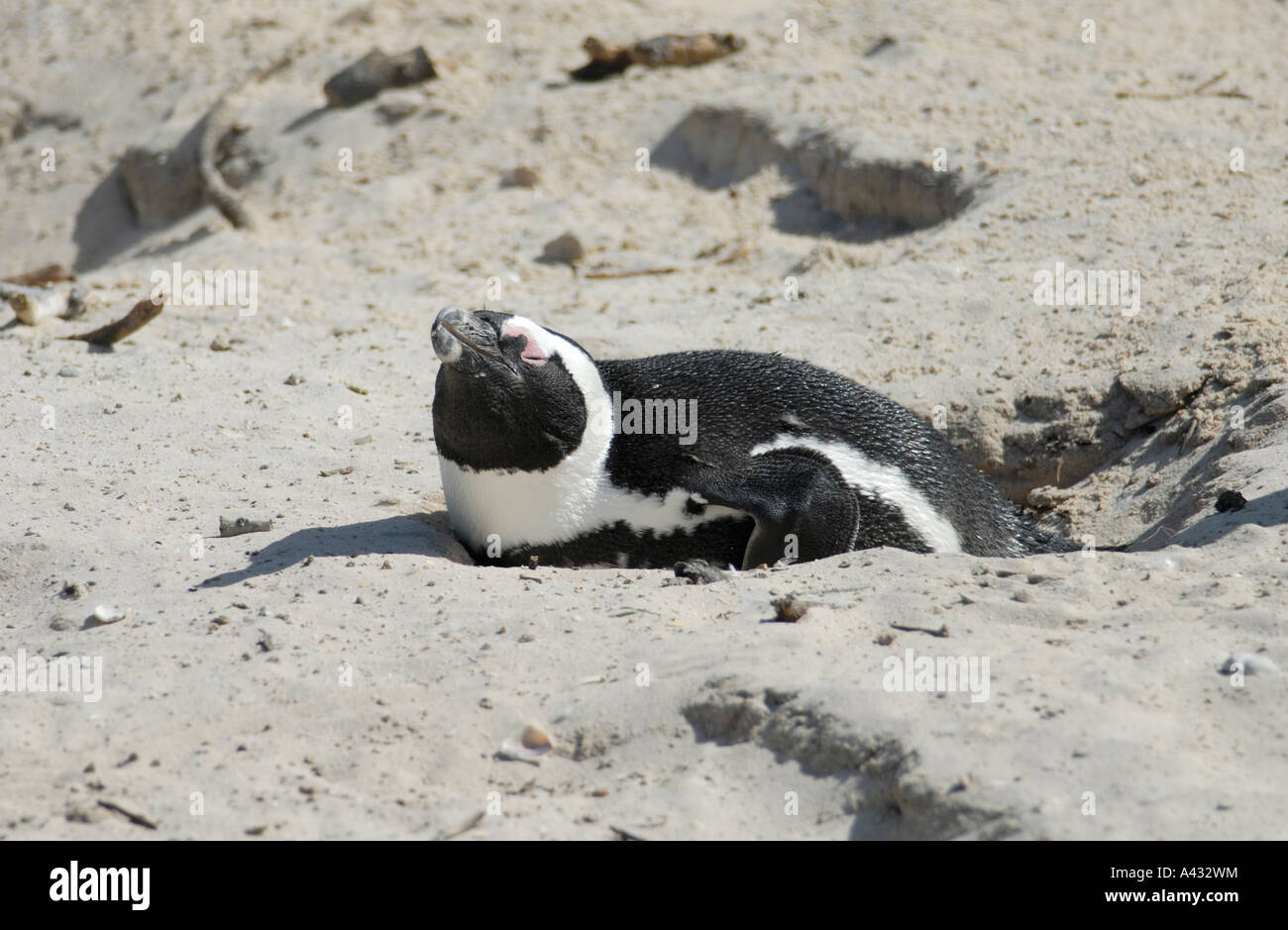 African penguin nest hi-res stock photography and images - Alamy