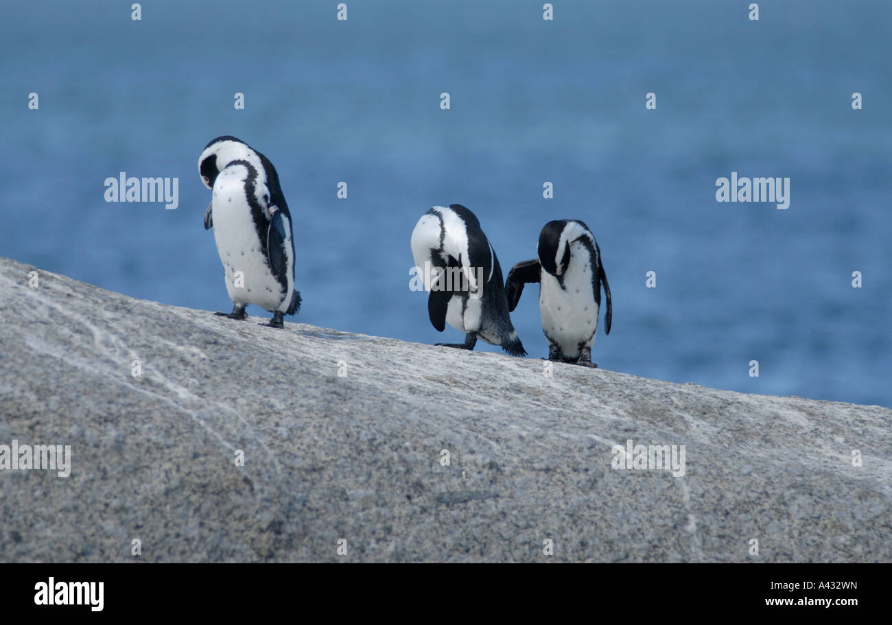 African or Jackass Penguins Spheniscus demersus standing on a rock and ...