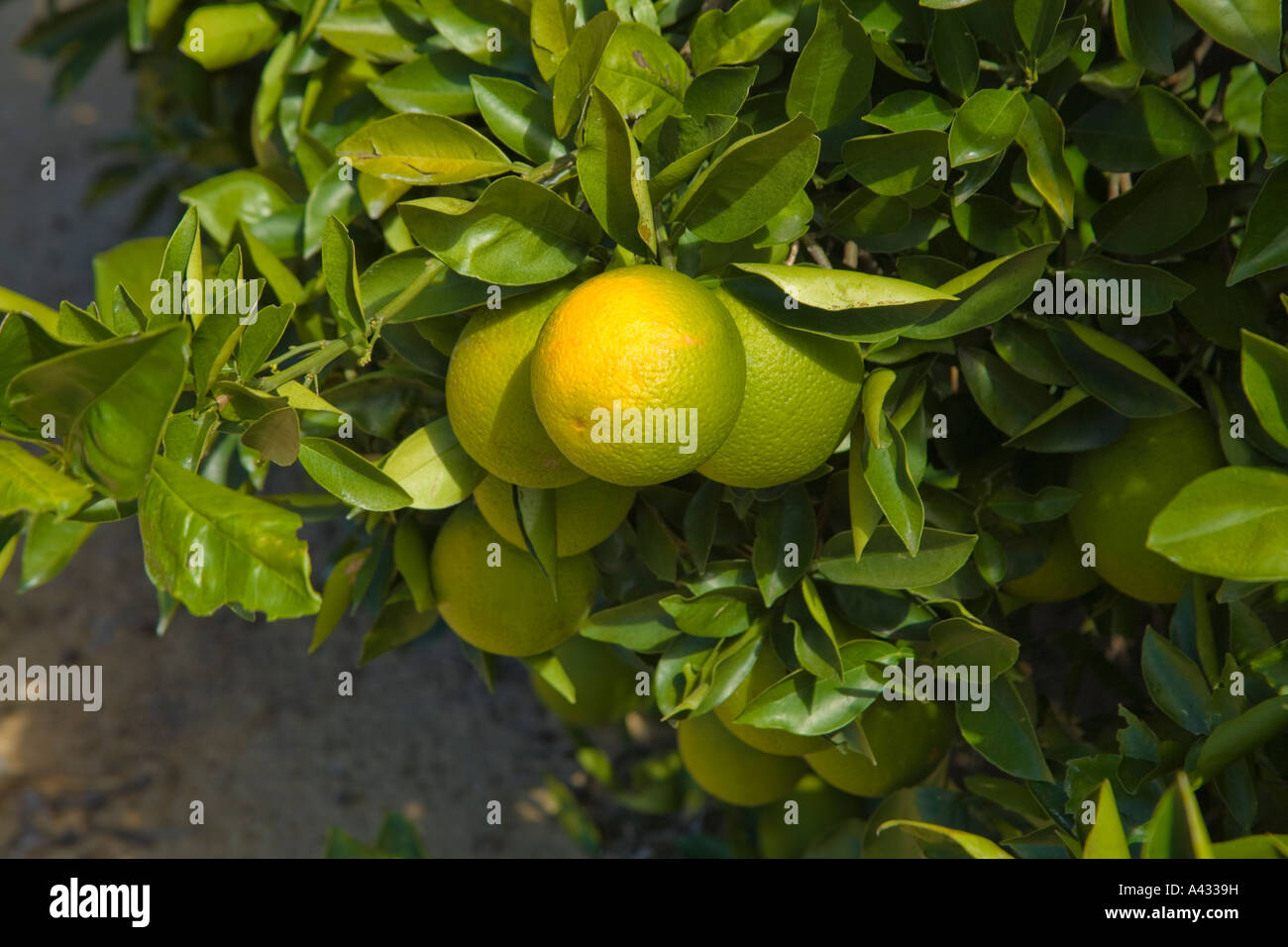 Harvest oranges florida hi-res stock photography and images - Alamy