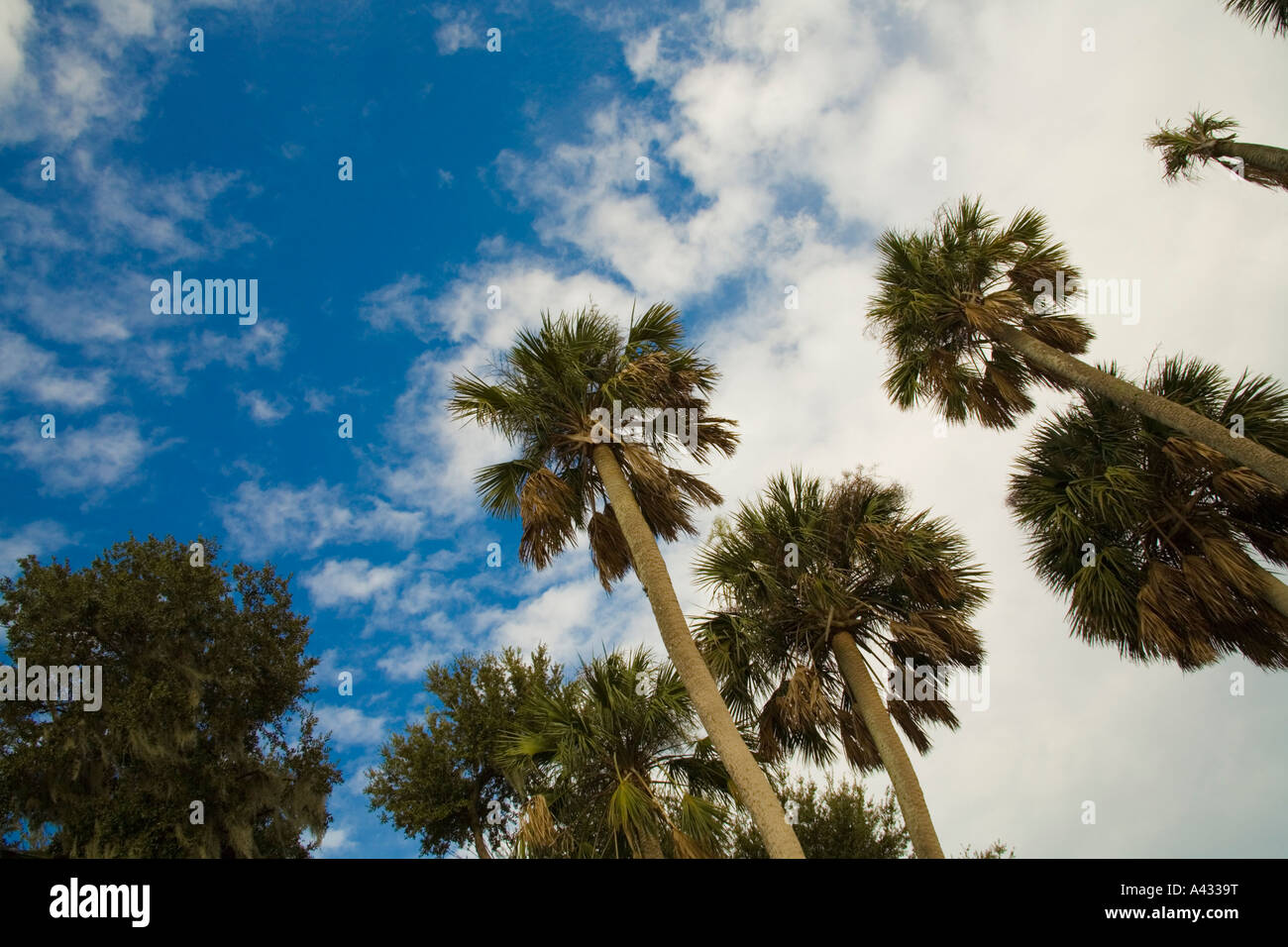 Cabbage palm trees (Florida's state tree), Polk County, Florida Stock ...