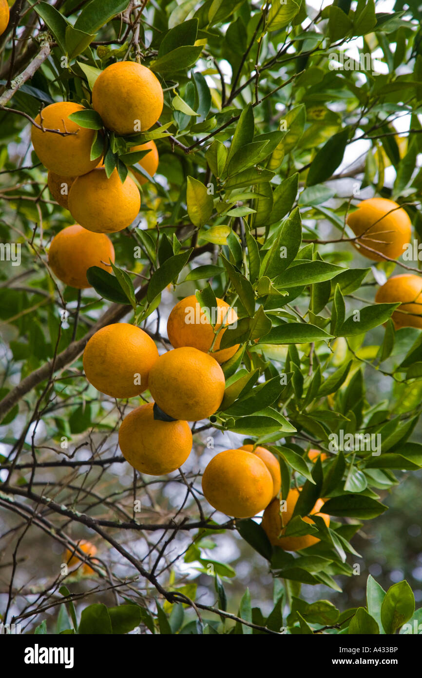 Central florida citrus grove hi-res stock photography and images - Alamy