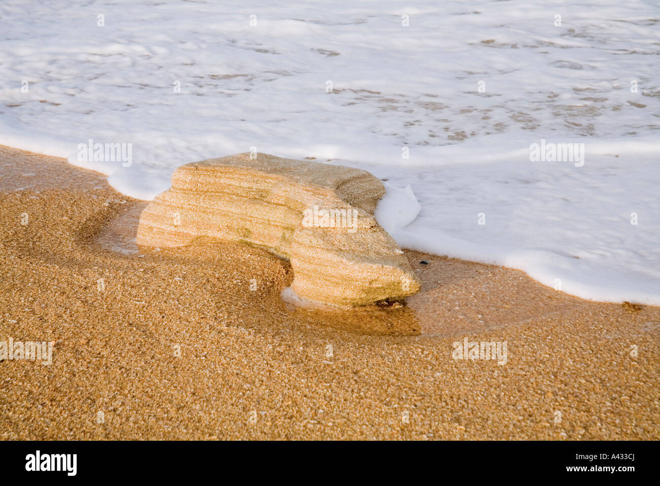 Chunk of coquina rock on the beach, Washington Oaks Gardens State Park ...