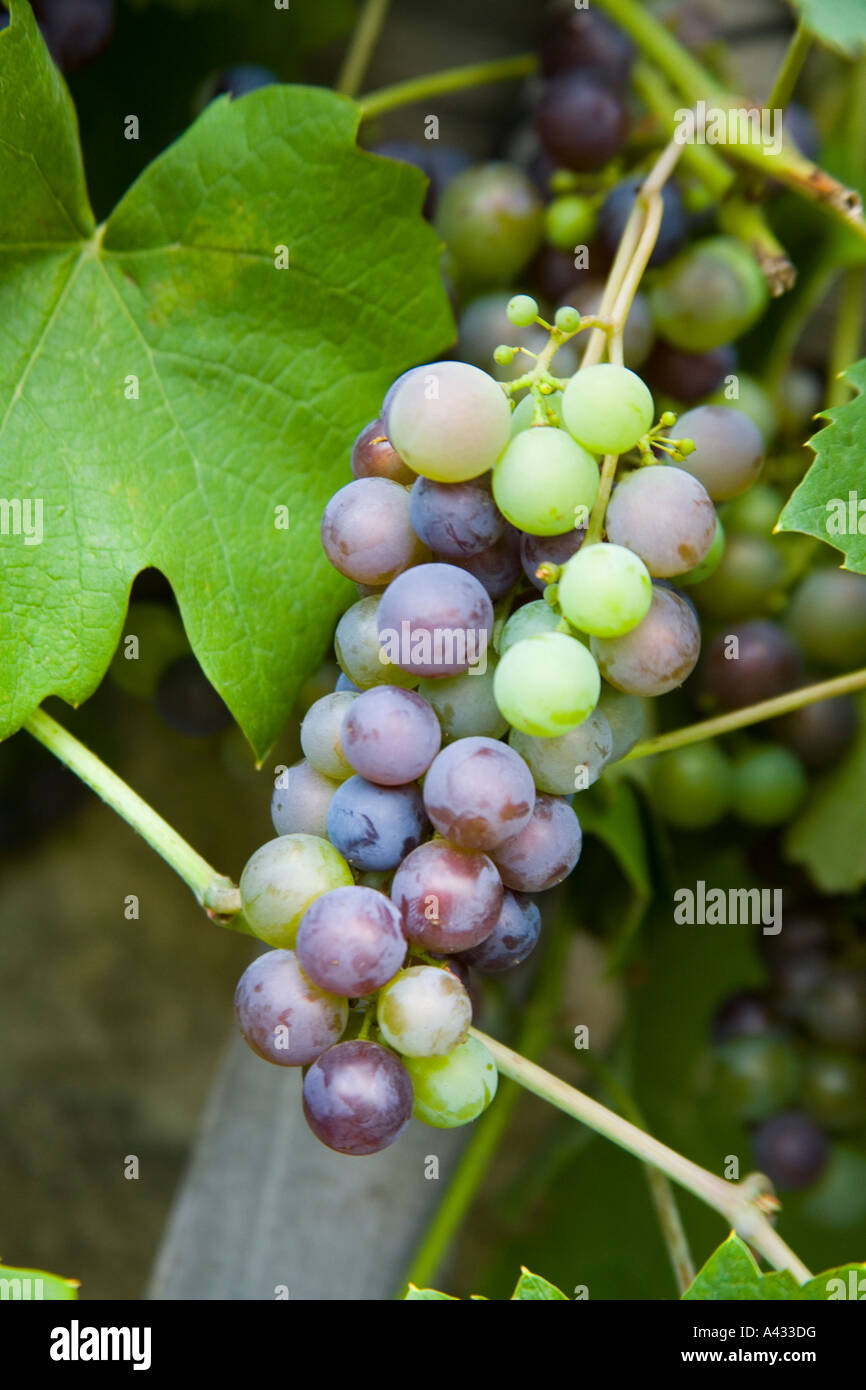 A cluster of grapes on a grape vine Stock Photo - Alamy