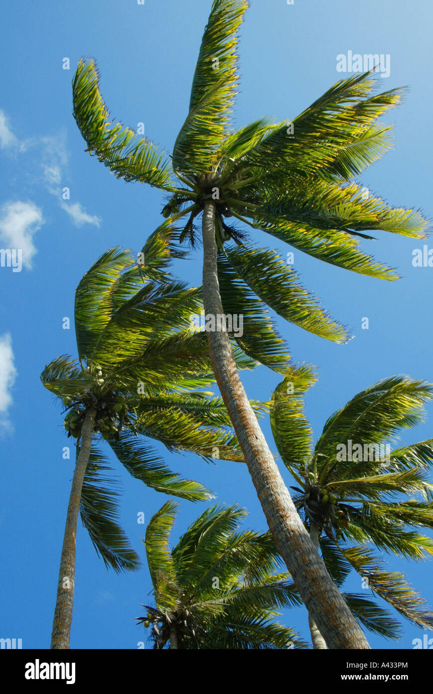 Coconut palm trees, (cocos nucifera), Fiji, South Pacific Stock Photo ...