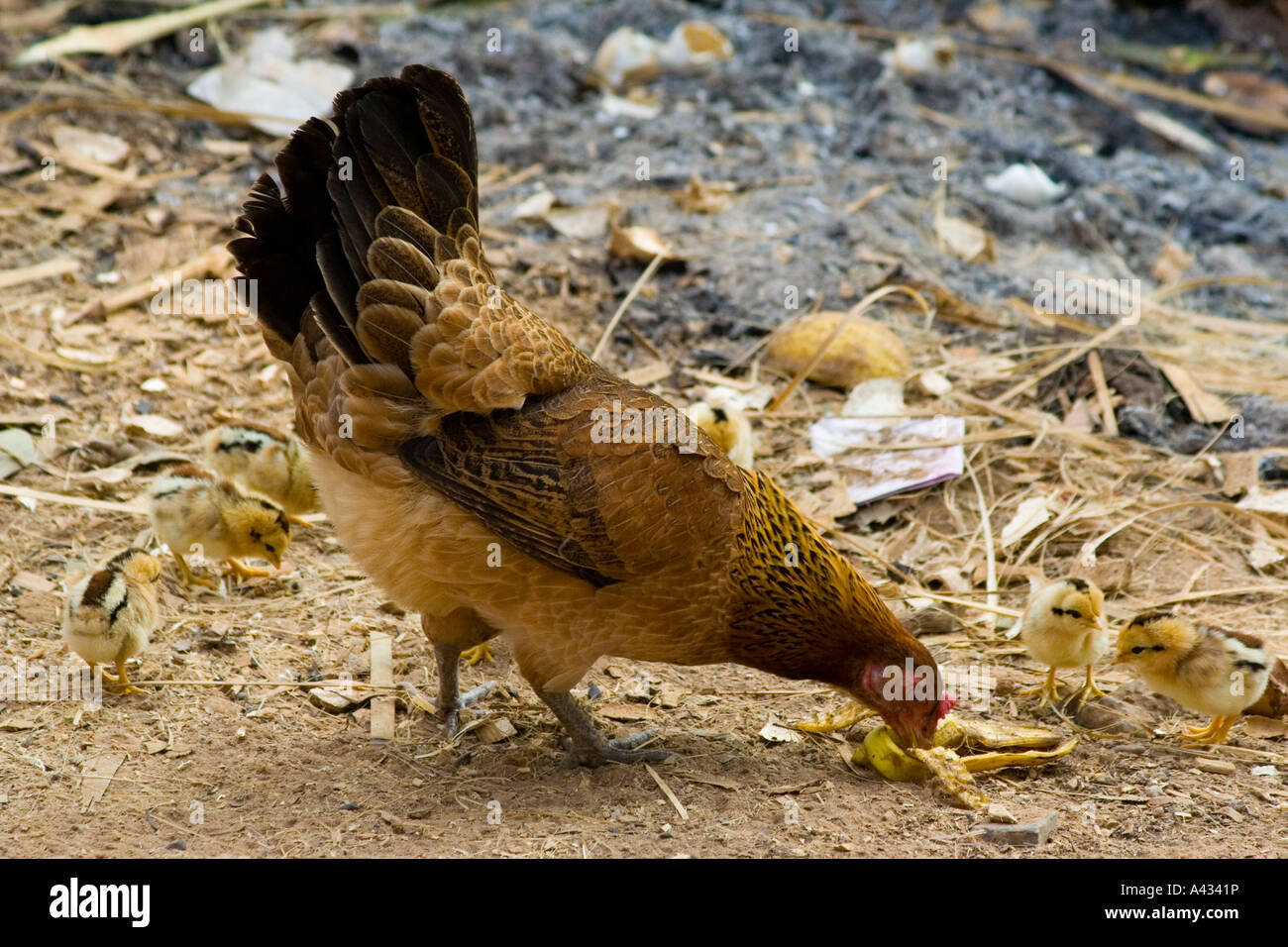 Chicken animal asia hi-res stock photography and images - Alamy