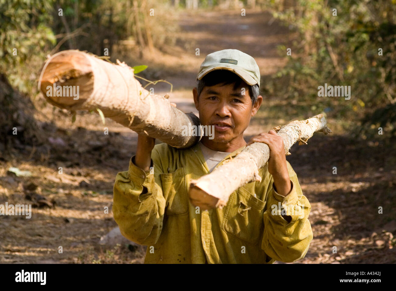 Man Carrying Two Cut Trees Luang Prabang Laos Stock Photo - Alamy