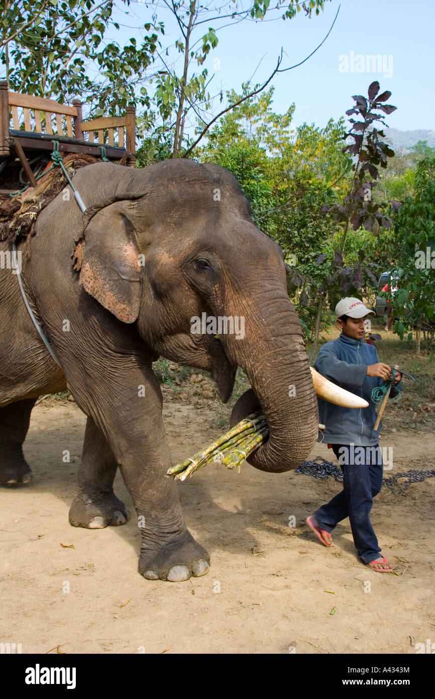 Elephant handling hi-res stock photography and images - Alamy