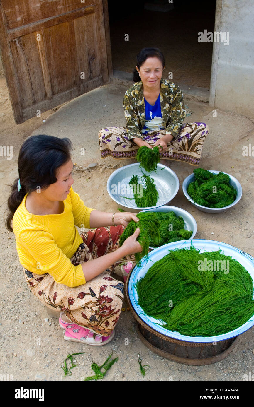 Sorting River Seaweed before drying Ban Phanom Luang Prabang Laos Stock ...