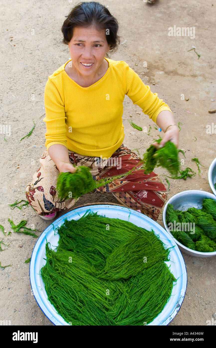 Sorting River Seaweed before drying Ban Phanom Luang Prabang Laos Stock ...