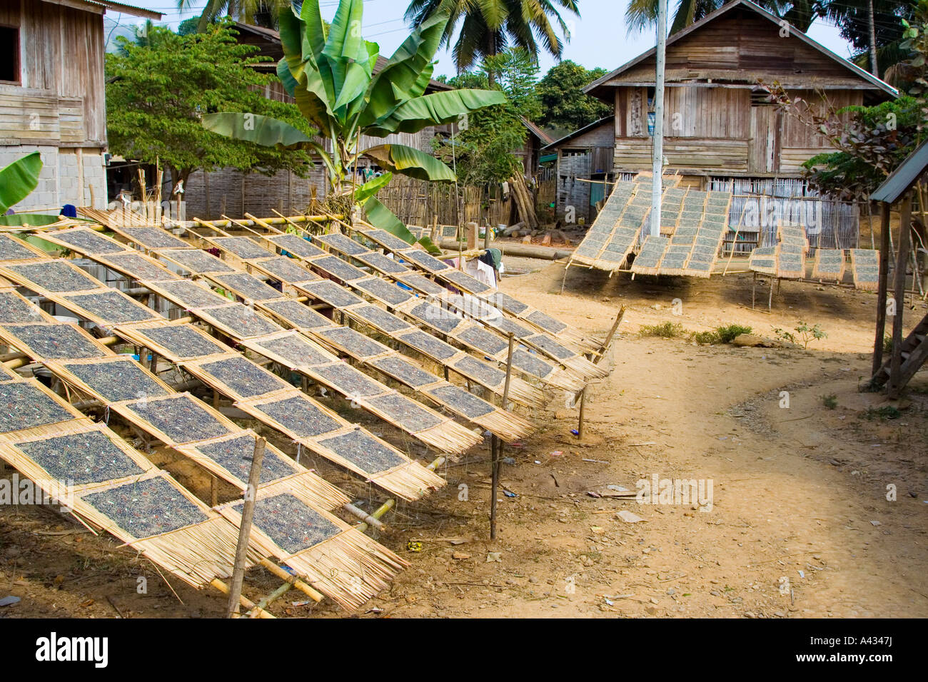 Racks of Drying River Seaweed Ban Phanom Luang Prabang Laos Stock Photo ...