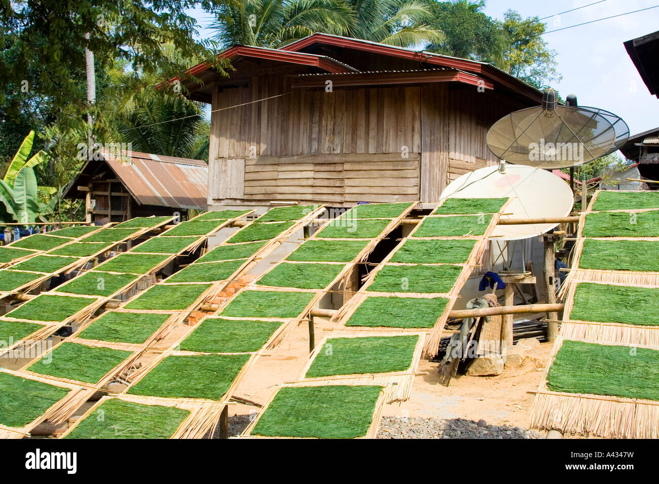 Placing River Seaweed for drying Ban Phanom Luang Prabang Laos Stock ...