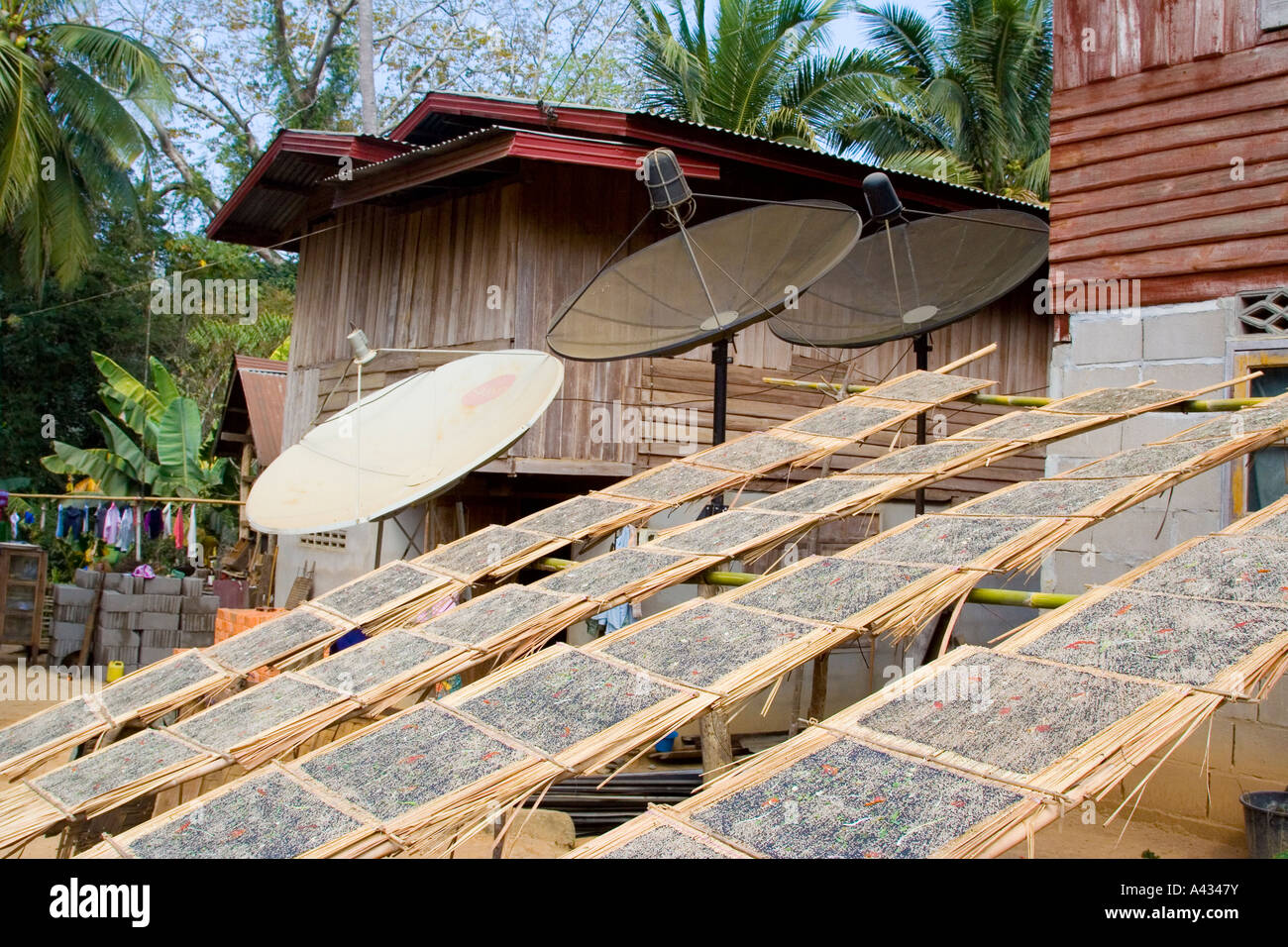 Racks of Drying River Seaweed Ban Phanom Luang Prabang Laos Stock Photo ...