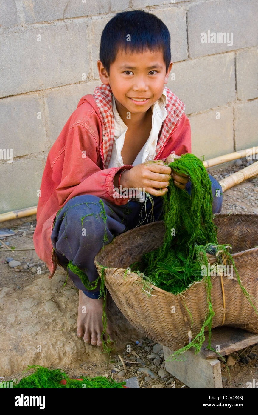 Sorting River Seaweed before drying Ban Phanom Luang Prabang Laos Stock ...