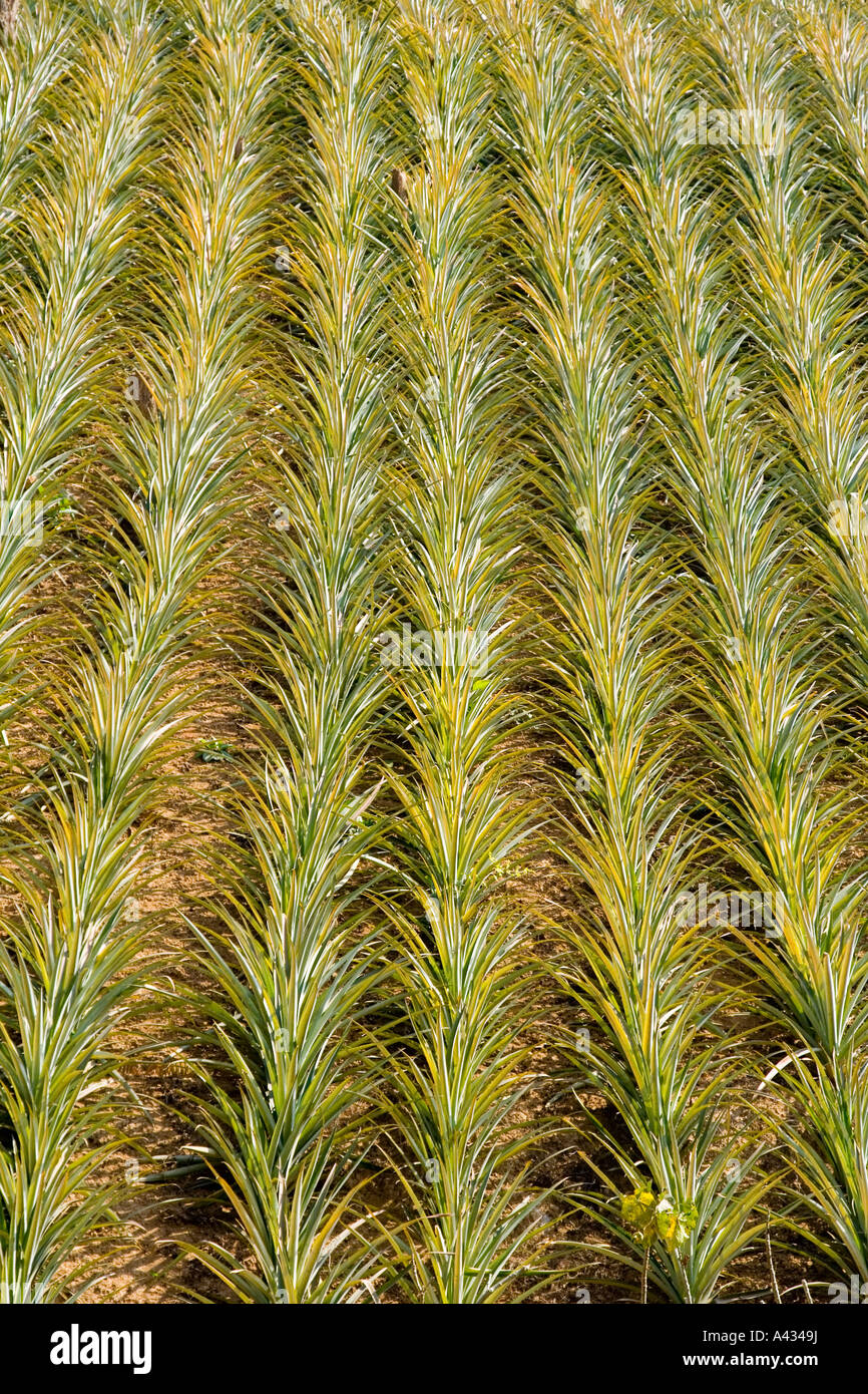 Rows of Pineapple Growing in a Field Luang Prabang Laos Stock Photo - Alamy