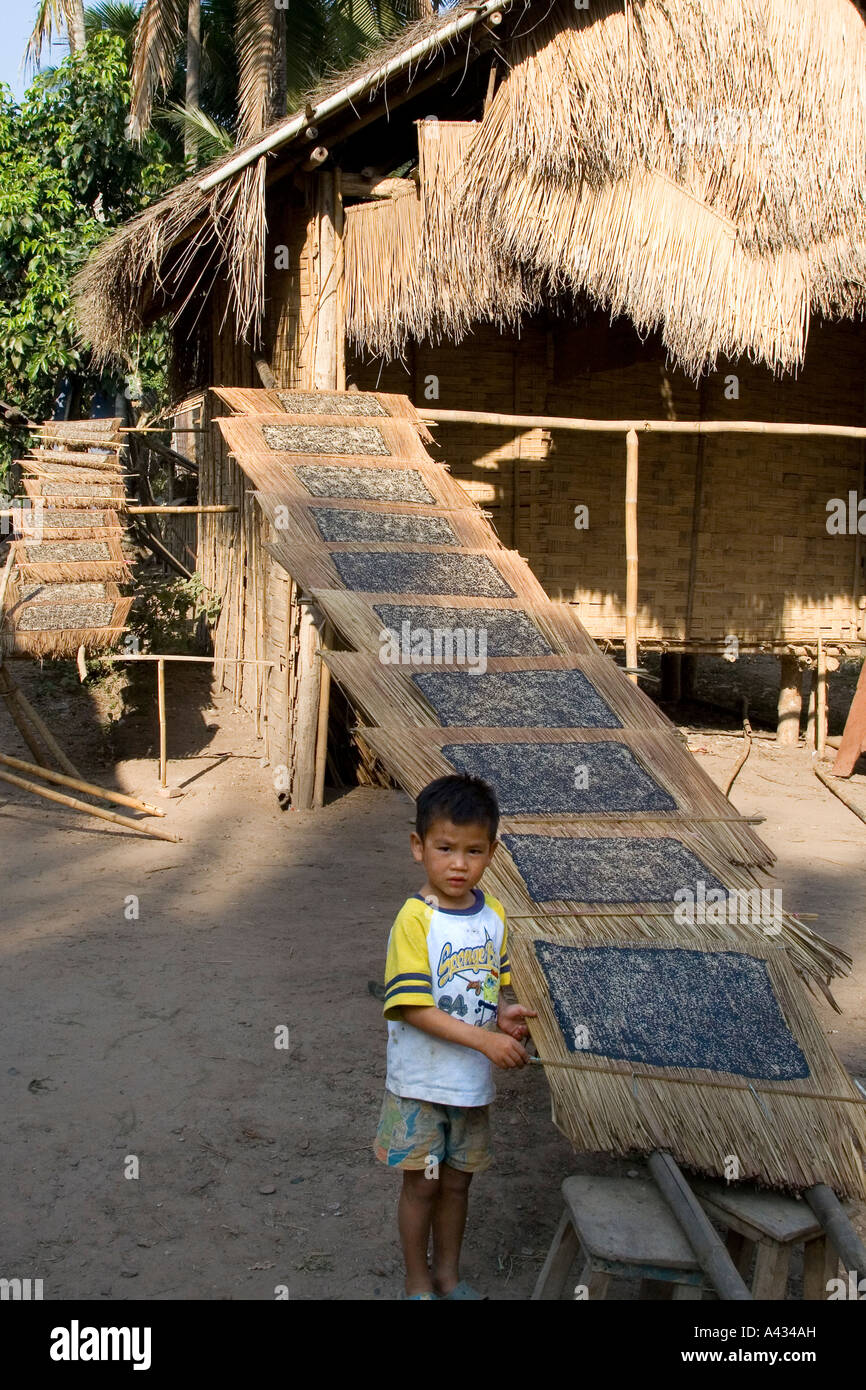 Boy and drying River Seaweed Ban Phanom Luang Prabang Laos Stock Photo ...